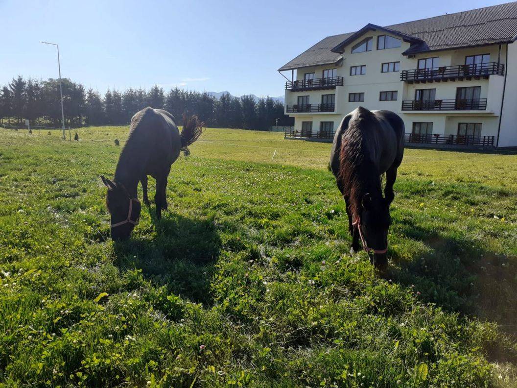 Craciunul 2023 in Rasnov Complex Panicel*** Pico Mar Travel
