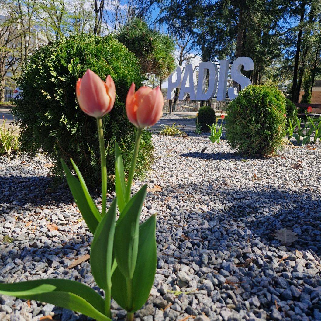 Tratament Balnear 2024 Baile Felix Hotel Padis*** Asigurati Pico Mar Travel