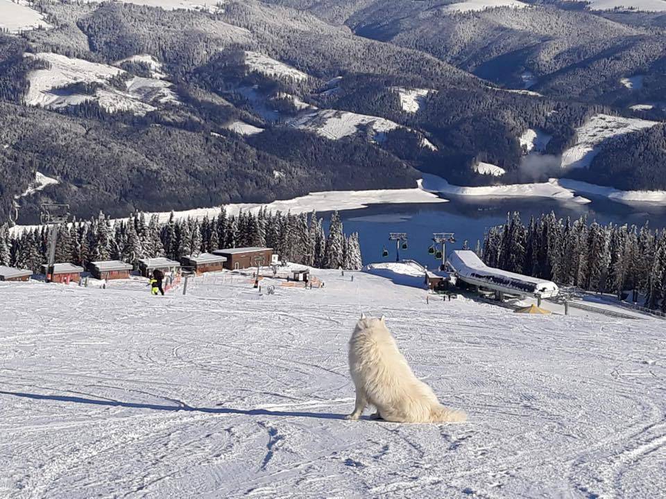 Vacanta schi 2019-2020 la Vidra - Vile Vidra** Pico Mar Travel